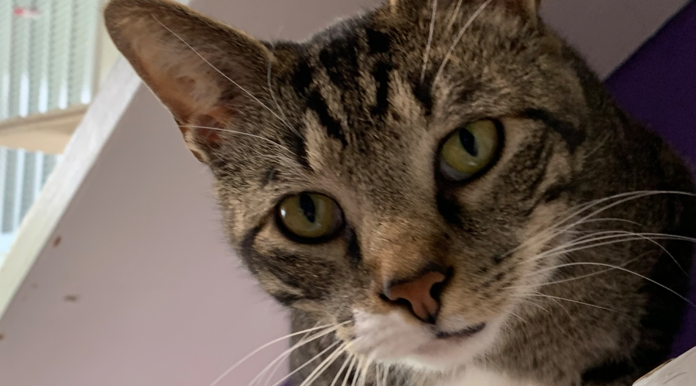 Protecting Animal Welfare (PAWS) Jacksonville - JustServe