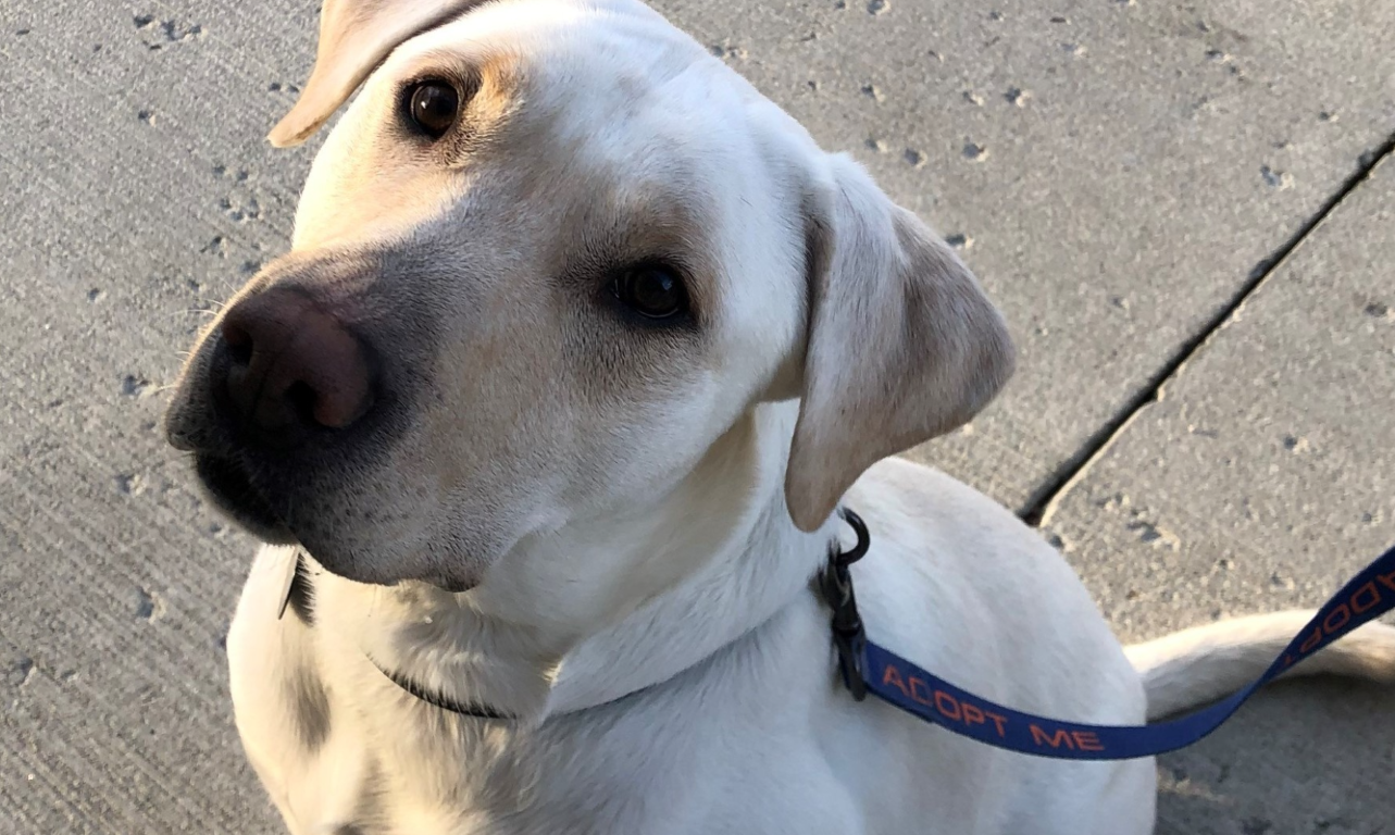 SpokAnimal - JustServe