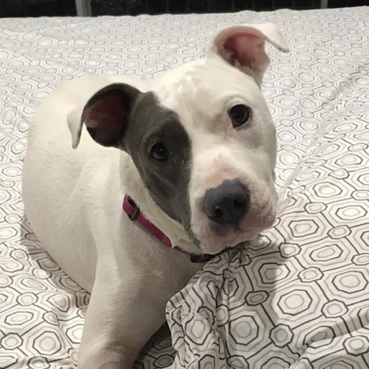 Second Chance Animal Rescue & Sanctuary - JustServe