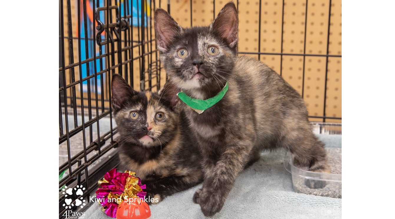 Foster a Cat - JustServe