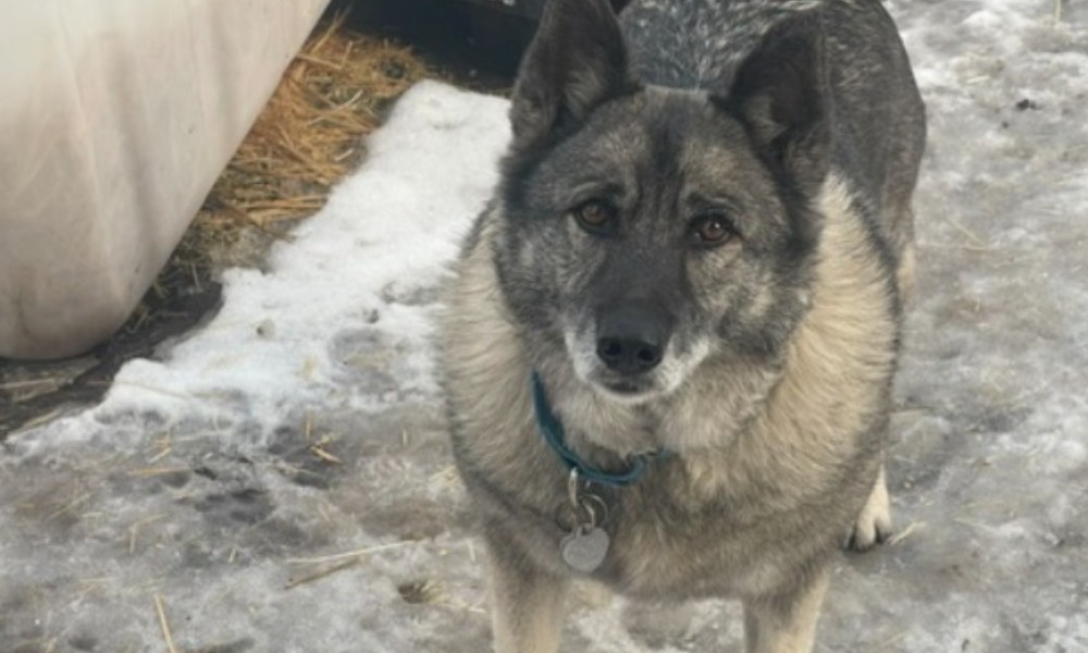 Shasta Dog Rescue - JustServe