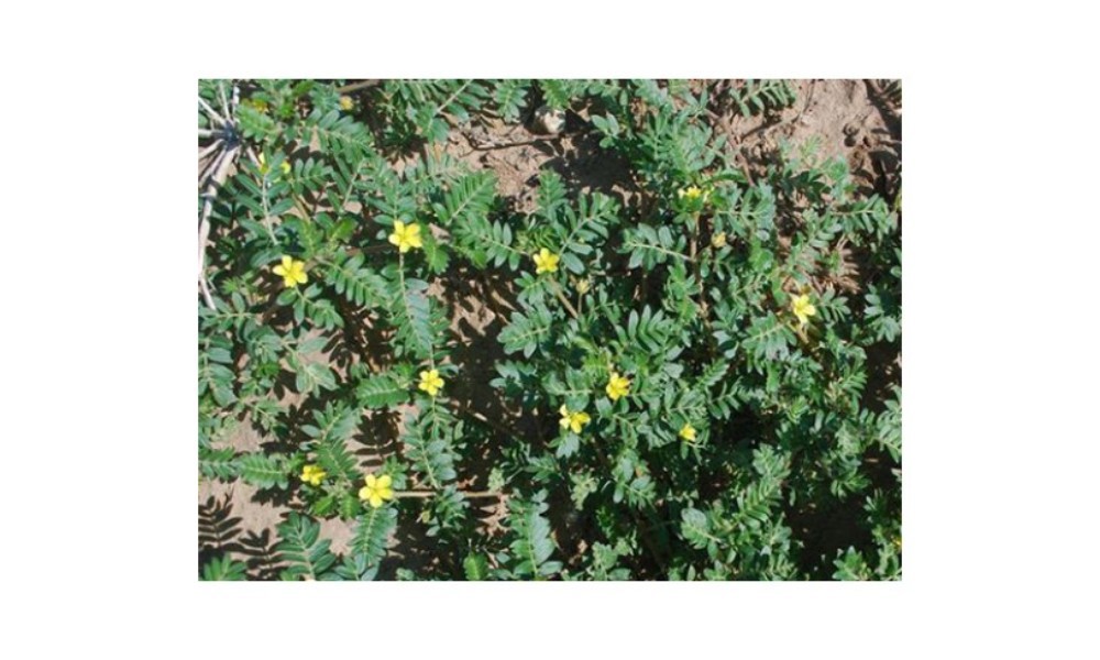 Goathead/Puncturevine Weed Eradication - JustServe