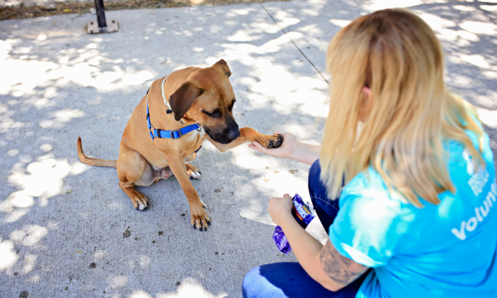 Humane Society of Utah - JustServe