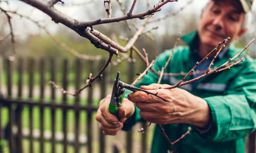 Community Orchard Work - May 17 - JustServe