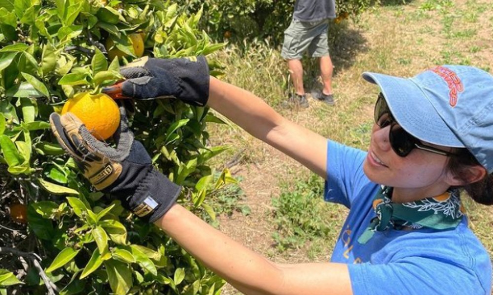 Harvest Fruit and Fight Hunger in Los Angeles! - JustServe