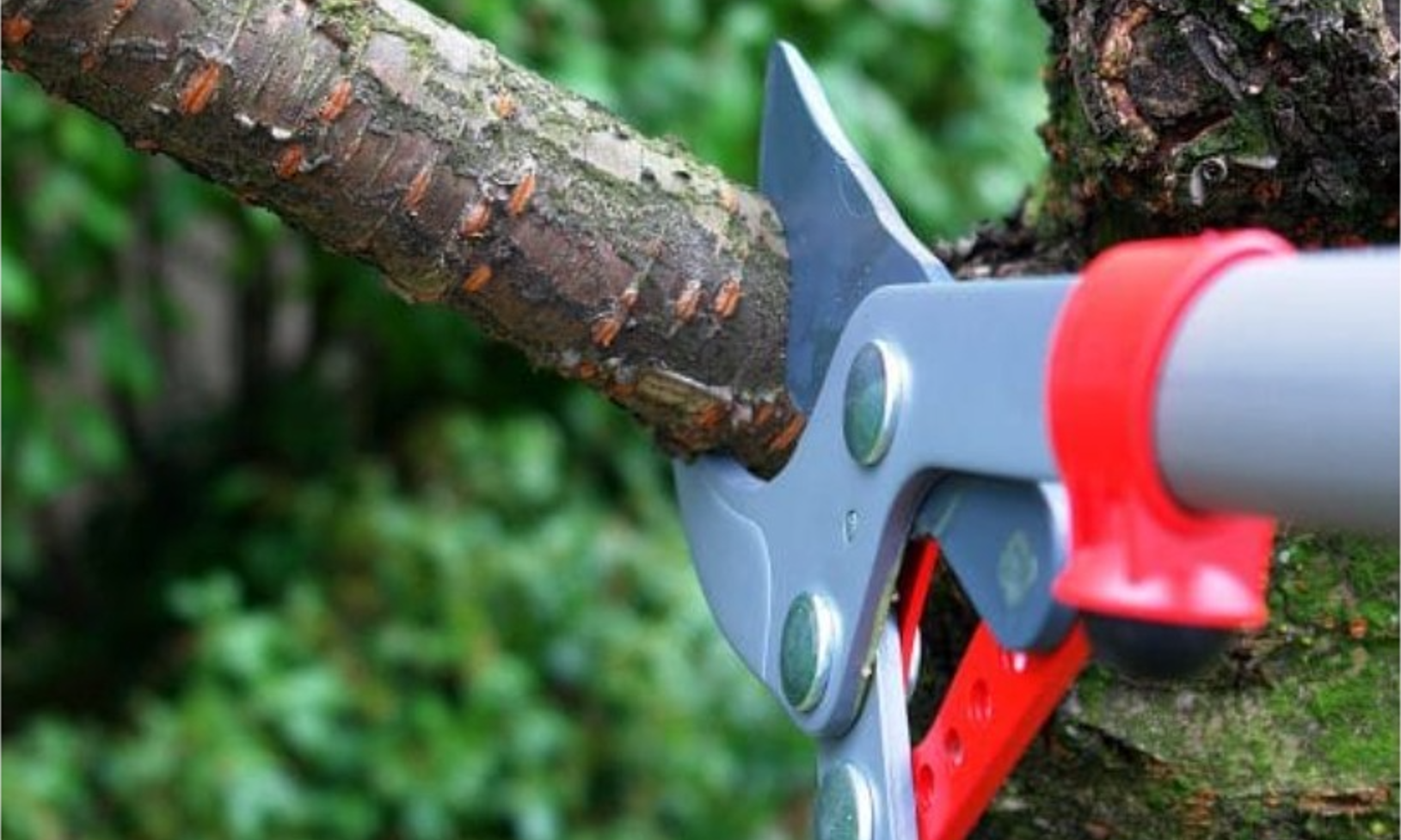 Keep Ladonia Beautiful Chaparral Rail Trail tree trimming - JustServe