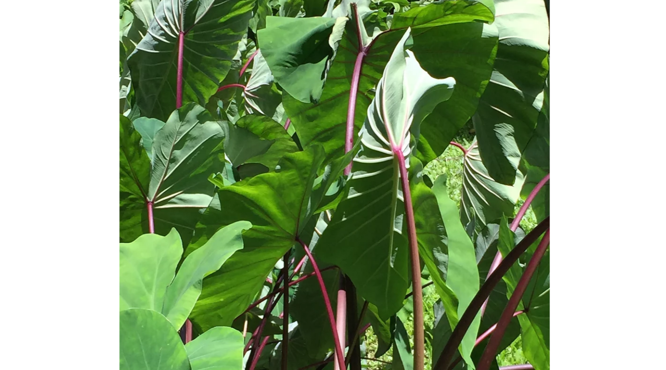 Mahele Farms - JustServe