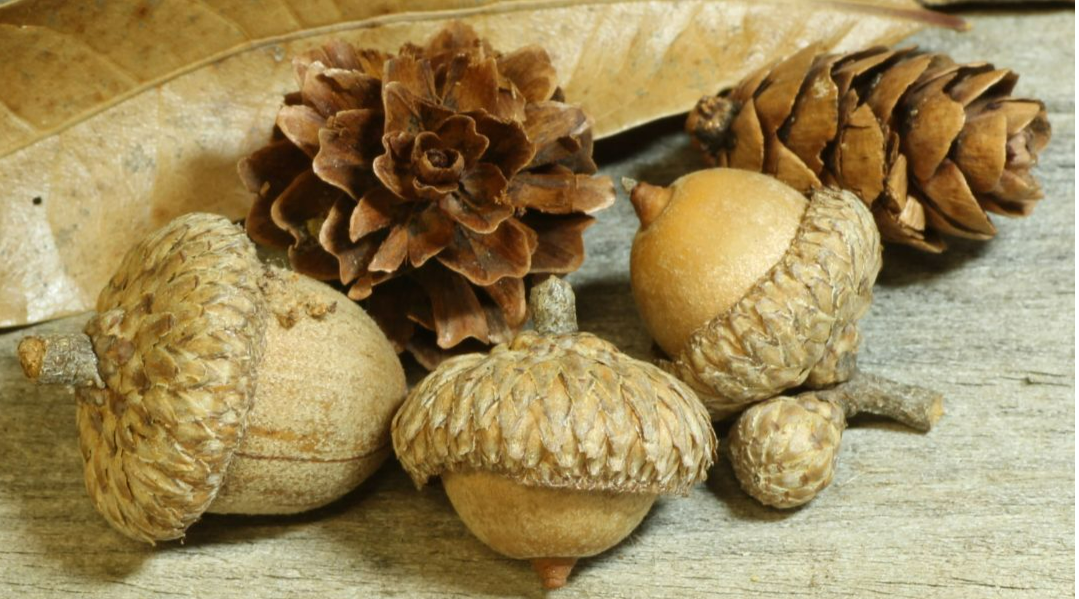 Natural Items Needed!! - JustServe