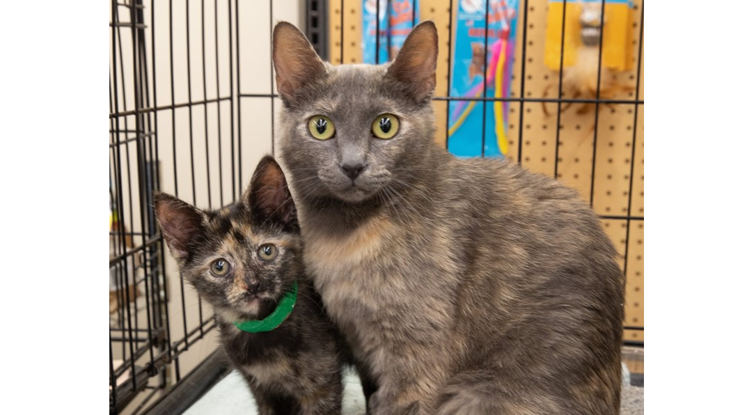 Cat Adoption Pet Store Volunteer - JustServe