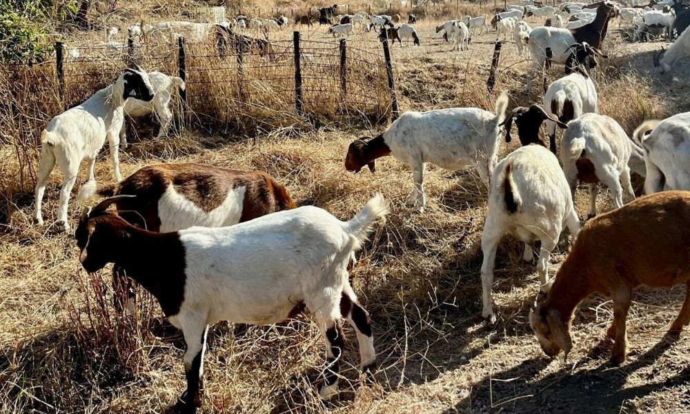 Eagle Mountain City - Clean Up Goats Areas - JustServe